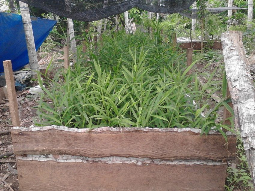 11 Cara Menanam Jahe di Pot (Panduan Lengkap) - IlmuBudidaya.com