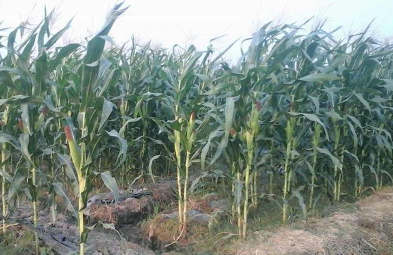 9 Cara Menanam Jagung yang Baik dan Benar - IlmuBudidaya.com