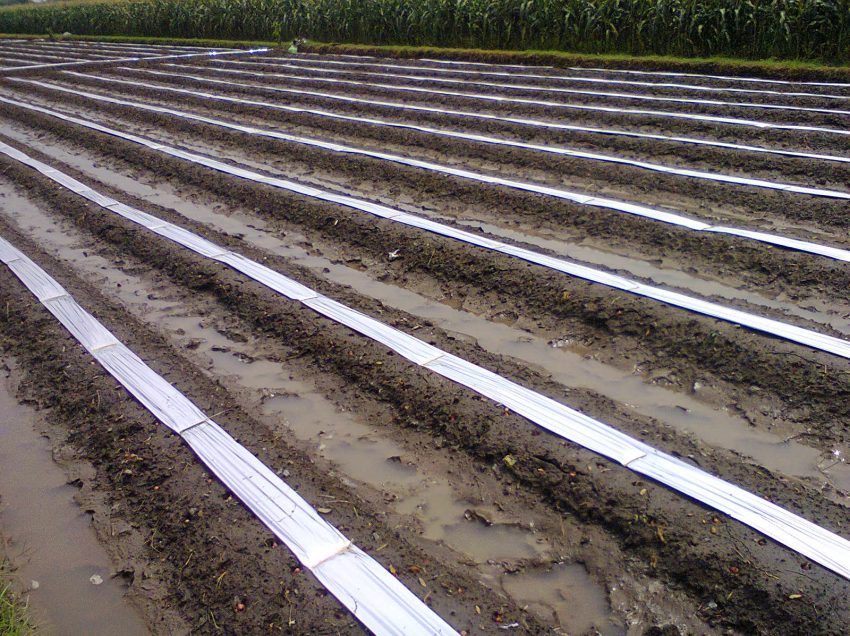 9 Cara Menanam Jagung yang Baik dan Benar - IlmuBudidaya.com