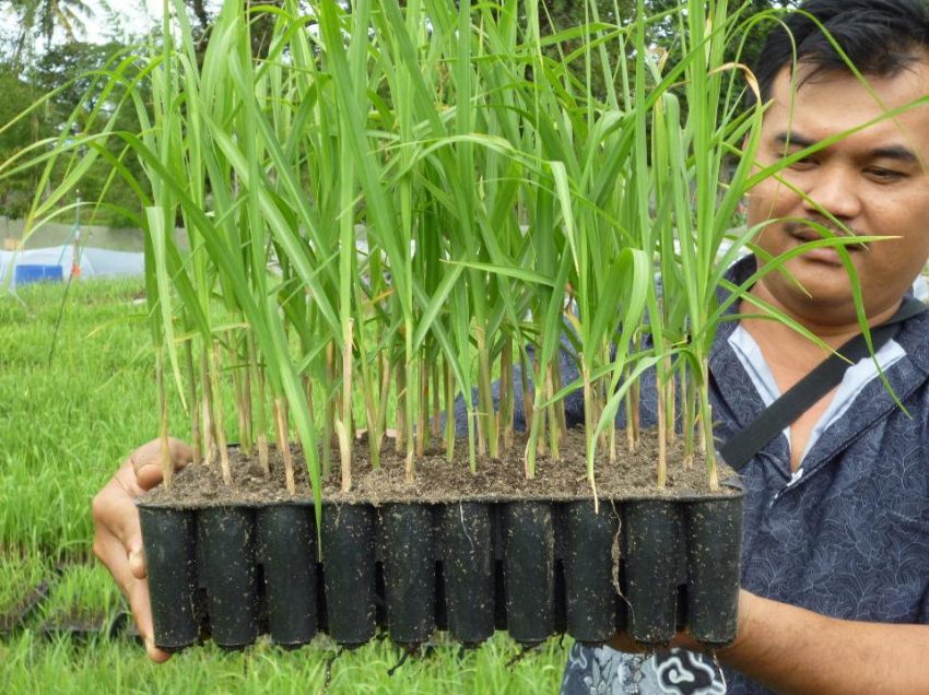 11 Cara Menanam Tebu yang Baik dan Benar - IlmuBudidaya.com