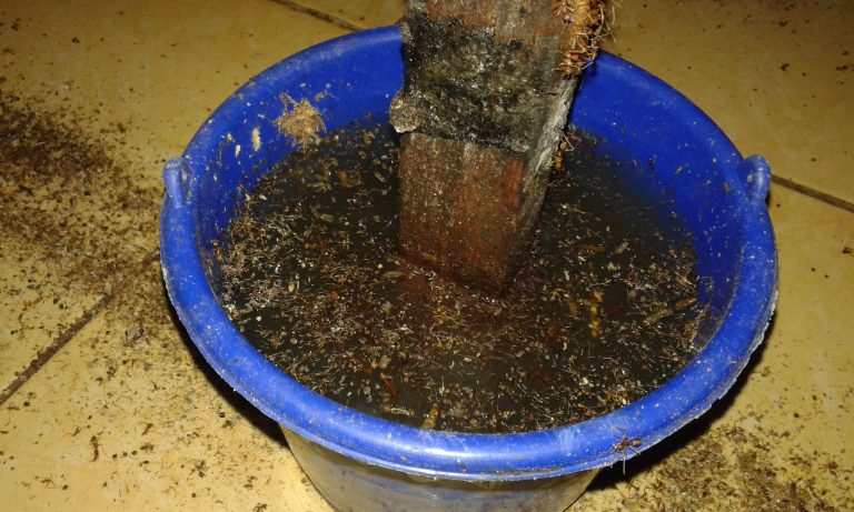 7 Cara Budidaya Kroto Bagi Pemula (Panduan Lengkap) - IlmuBudidaya.com