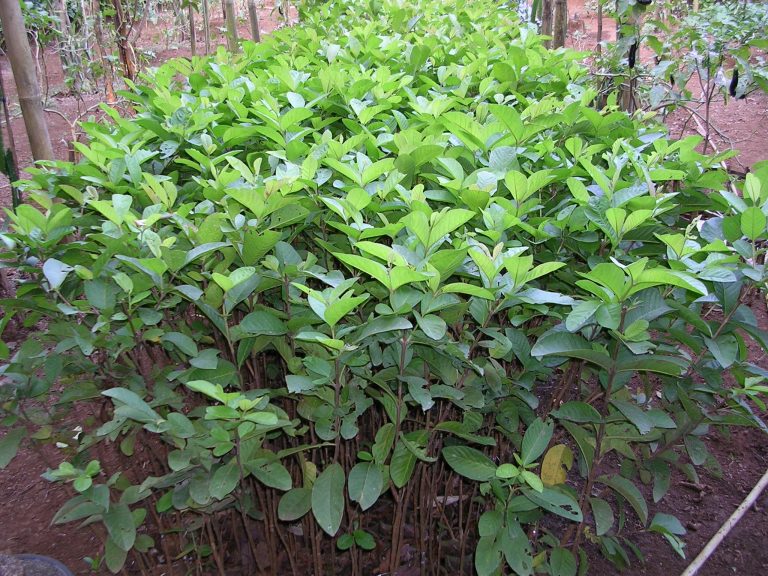 9 Cara Menanam Jambu Biji Agar Cepat Berbuah - IlmuBudidaya.com