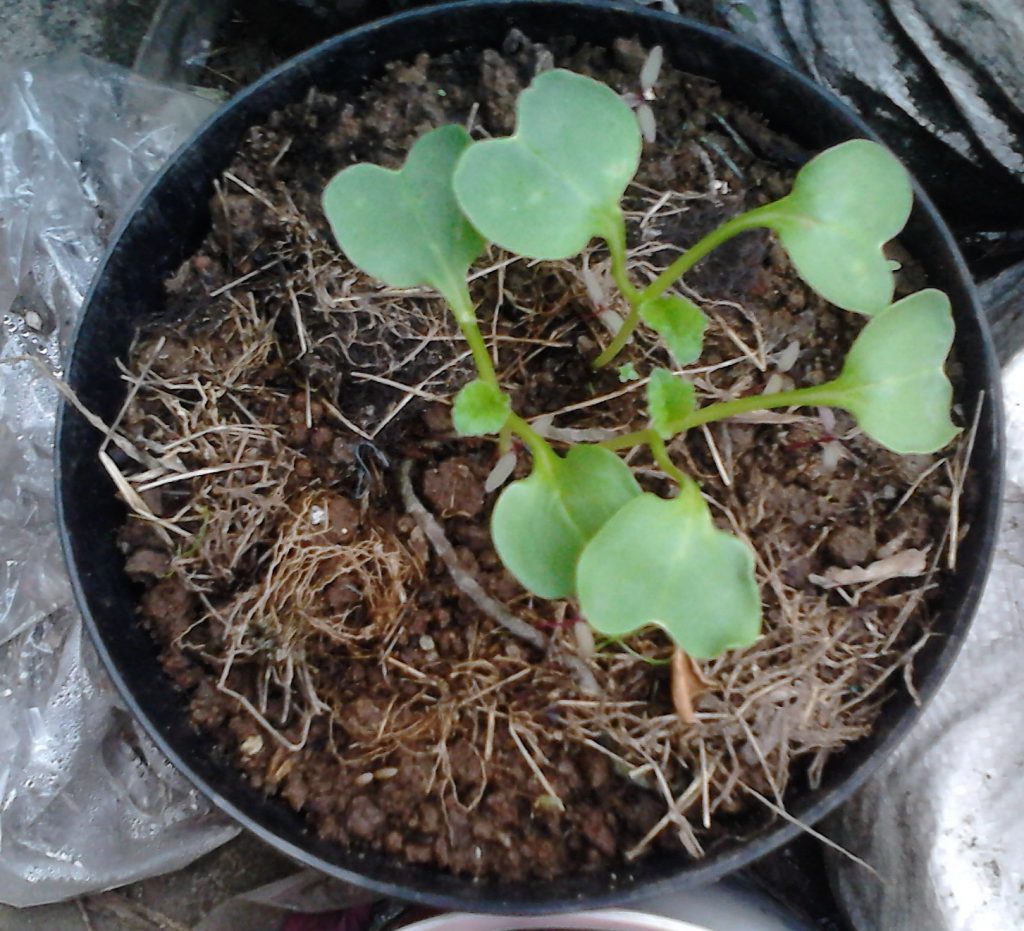 6 Cara Menanam Lobak dan Perawatannya (Panduan Lengkap) - IlmuBudidaya.com