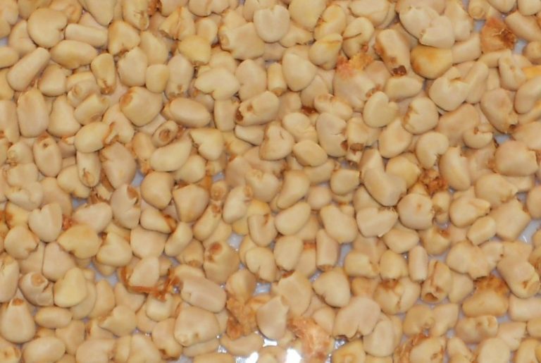 9 Cara Menanam Jambu Biji Agar Cepat Berbuah - IlmuBudidaya.com