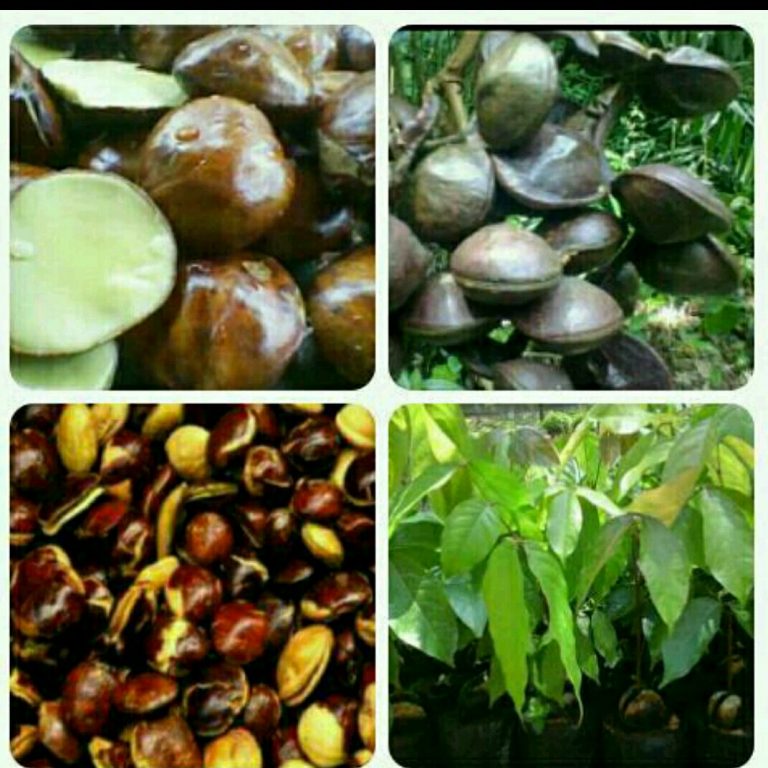 5 Cara Menanam Jengkol Untuk Pemula (Panduan Lengkap) - IlmuBudidaya.com