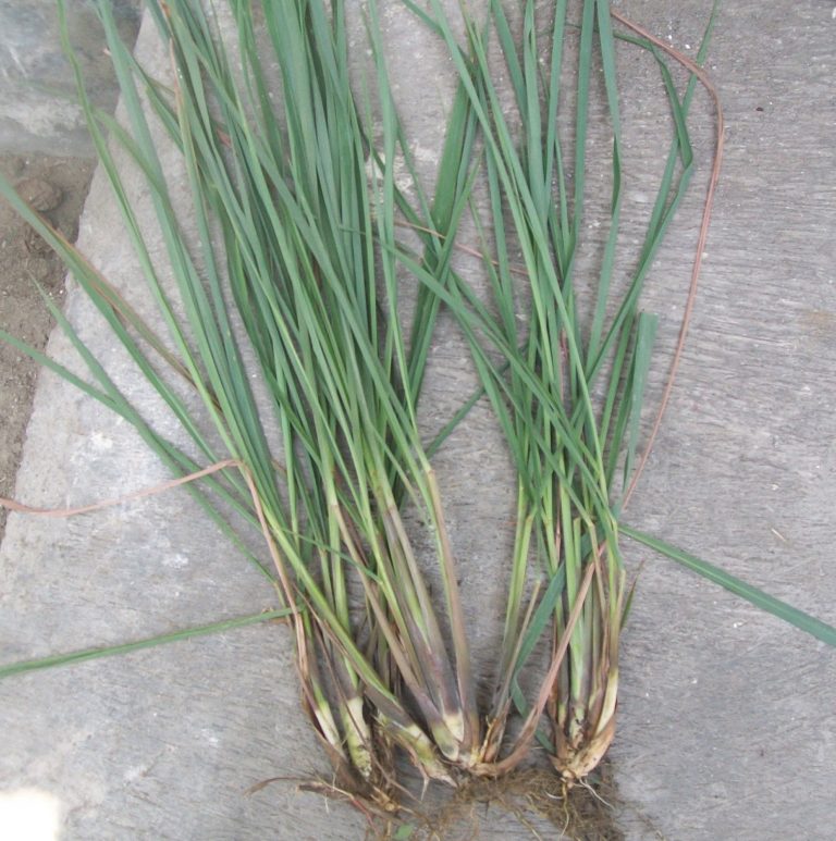10 Cara Menanam Serai dalam Pot (Panduan Lengkap) - IlmuBudidaya.com