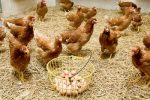 10 Cara budidaya Ayam Petelur Bagi Pemula - IlmuBudidaya.com