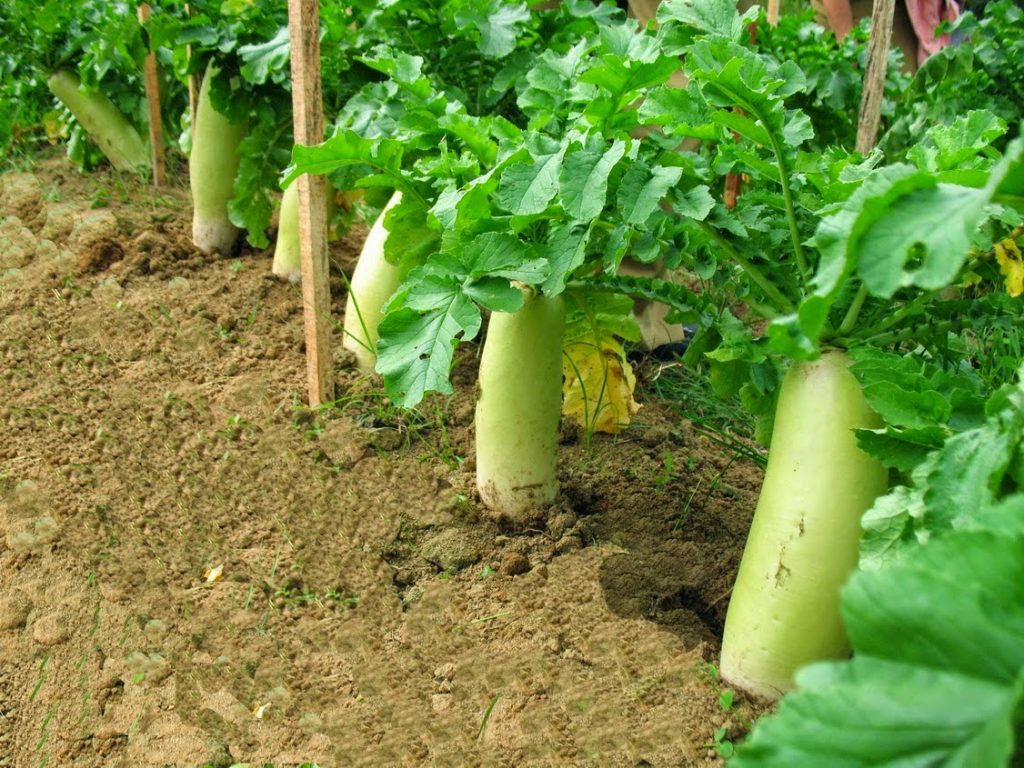6 Cara Menanam Lobak dan Perawatannya (Panduan Lengkap) - IlmuBudidaya.com