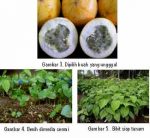 7 Cara Menanam Markisa dengan Stek (Panduan Lengkap) - IlmuBudidaya.com