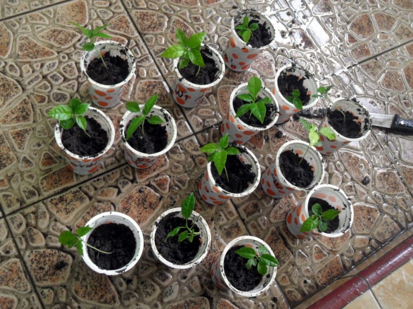 7 Cara Menanam Markisa dengan Stek (Panduan Lengkap) - IlmuBudidaya.com