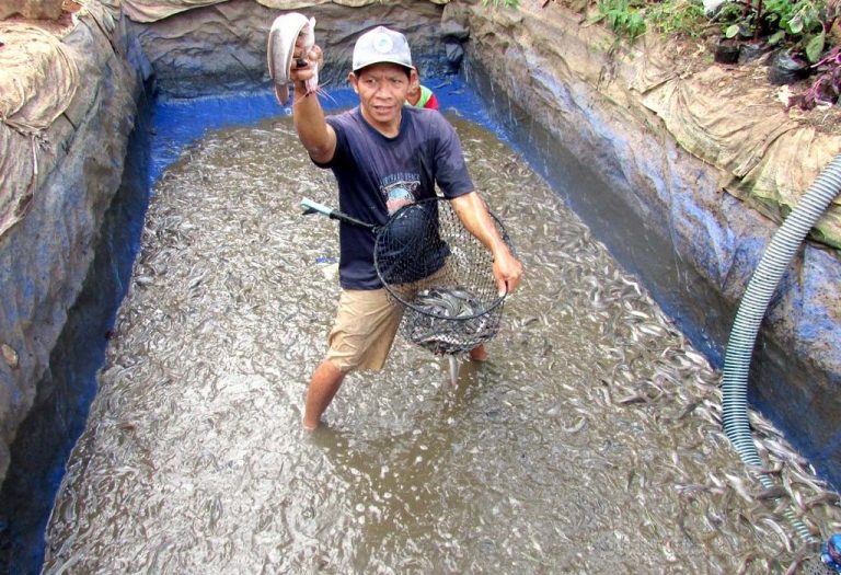 7 Cara Budidaya Lele di Kolam Terpal untuk Pemula - IlmuBudidaya.com