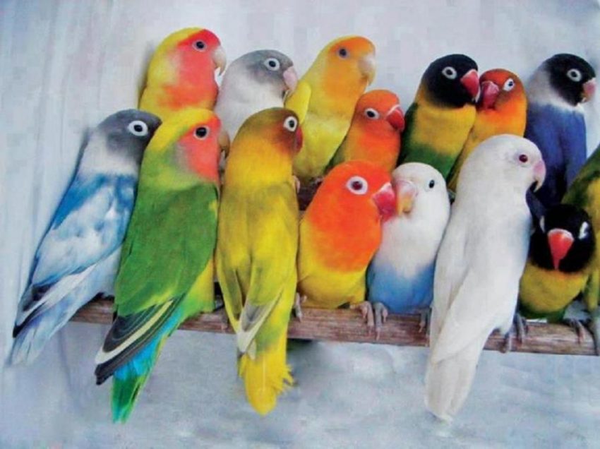 6 Cara Budidaya Burung Lovebird Paling Mudah Untuk Pemula - IlmuBudidaya.com