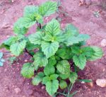 11 Cara Menanam Nilam yang Benar (Panduan Lengkap) - IlmuBudidaya.com