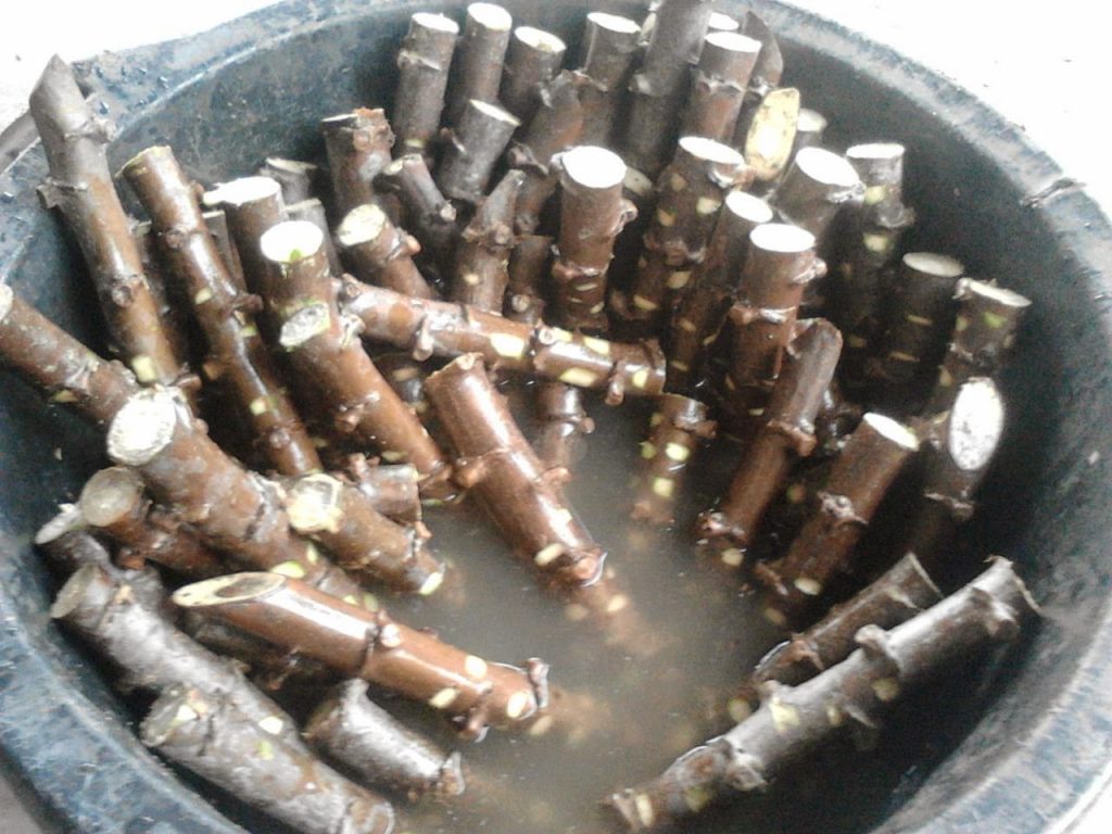 5 Cara Menanam Singkong dengan Stek Batang - IlmuBudidaya.com