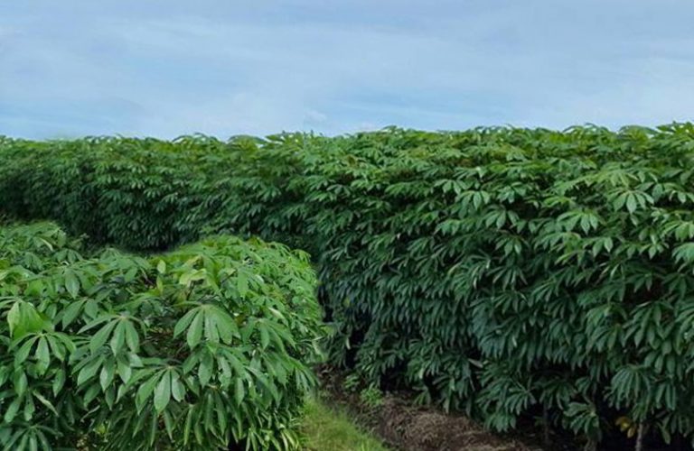 5 Cara Menanam Singkong dengan Stek Batang - IlmuBudidaya.com