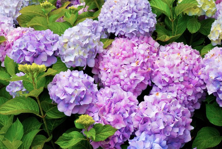 Multi Colored Hydrangea Bush With Blooms - IlmuBudidaya.com