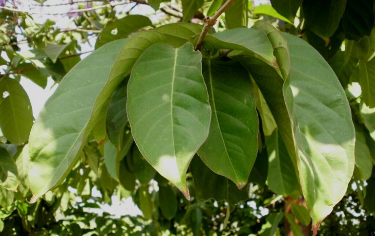 6 Cara Menanam Bunga Bungur sebagai Tanaman Herbal Berkhasiat ...