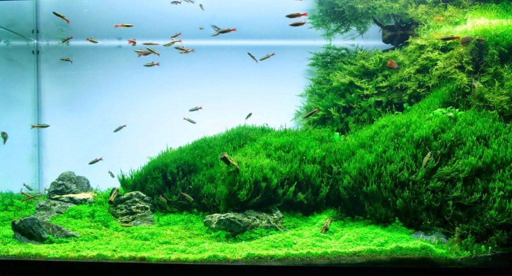 10 Cara Menanam Flame Moss Paling Mudah - IlmuBudidaya.com