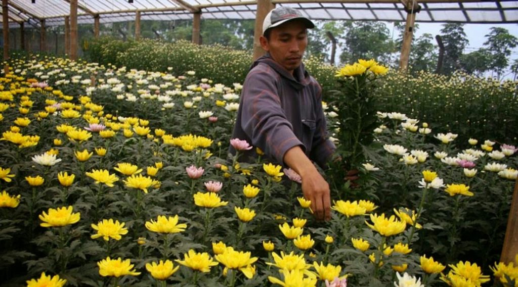 5 Cara Menanam Bunga Seruni Bagi Pemula - IlmuBudidaya.com