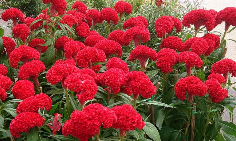 6 Cara Menanam Bunga Jengger Ayam di Pekarangan Rumah - IlmuBudidaya.com