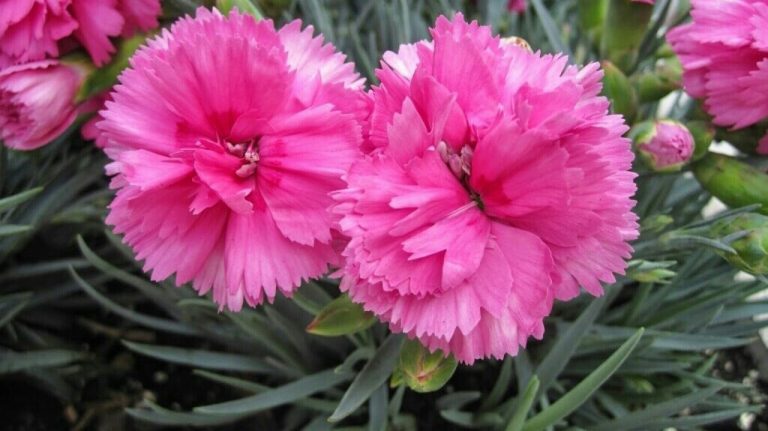 5 Cara Budidaya Bunga Anyelir dan Perawatannya - IlmuBudidaya.com