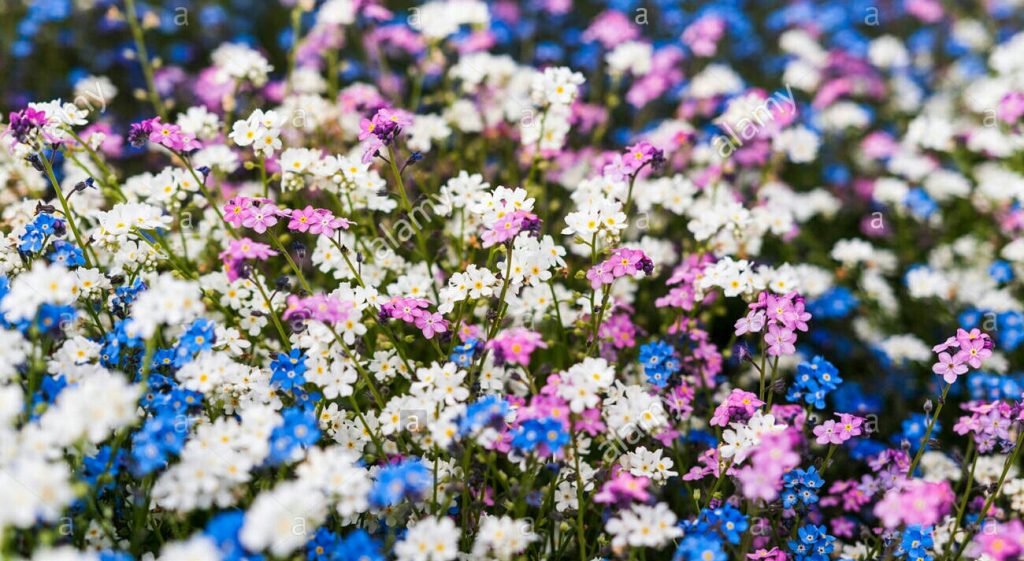 5 Cara Menanam Bunga Forget Me Not di Pot - IlmuBudidaya.com