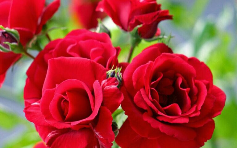 6 Cara Menanam Bunga Mawar Secara Hidroponik Bagi Pemula - IlmuBudidaya.com