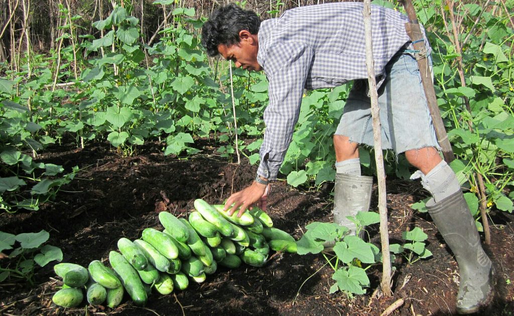9 Cara Budidaya Timun Hibrida Agar Cepat Berbuah - IlmuBudidaya.com