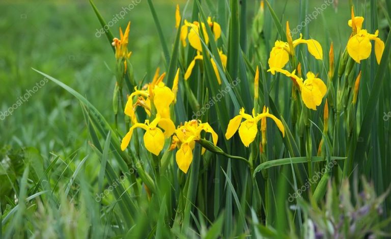 5 Cara Menanam Bunga Iris Kuning di Pekarangan Rumah - IlmuBudidaya.com