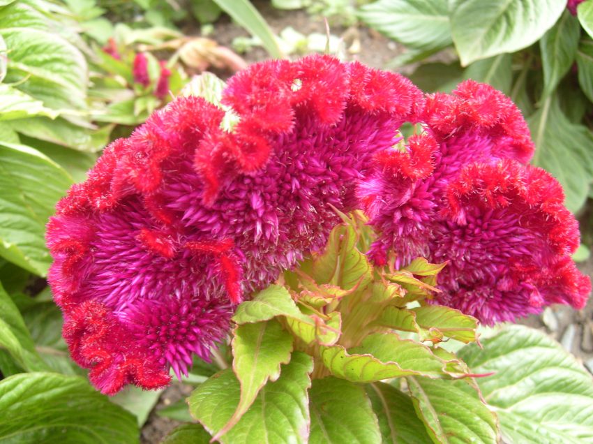 7 Jenis Bunga yang Cocok untuk Halaman Rumah Kamu - IlmuBudidaya.com