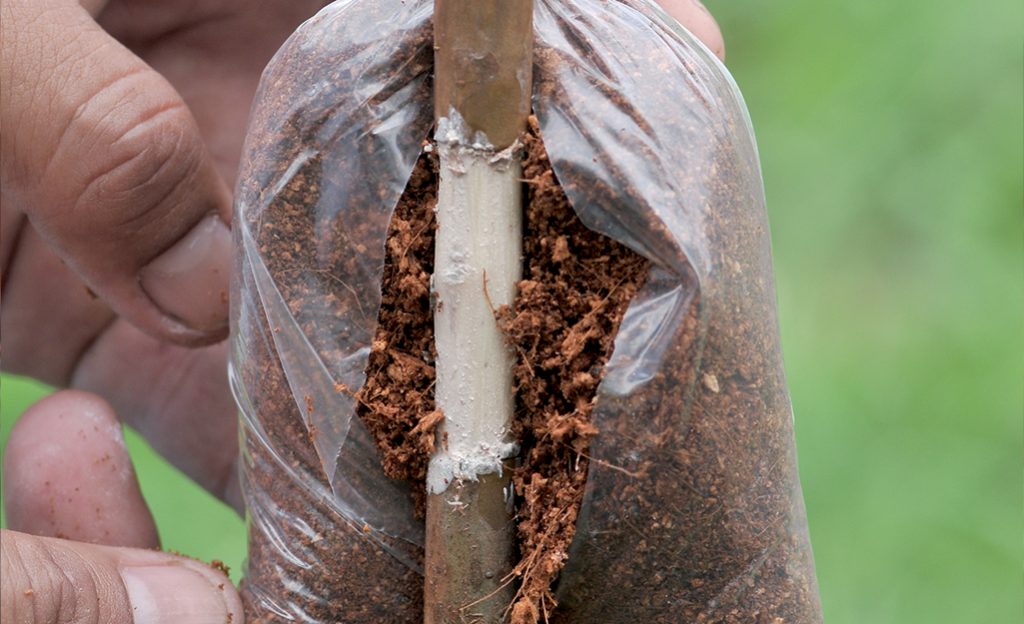 6 Cara Mencangkok Tanaman Hias Berkayu - IlmuBudidaya.com
