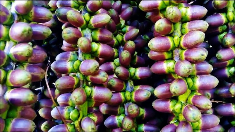 7 Cara Menanam Pohon Enau Paling Mudah - IlmuBudidaya.com