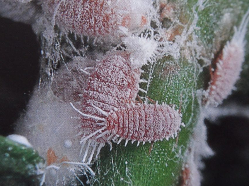 7 Cara Membasmi Hama pada Daun Jambu Air Paling Efektif - IlmuBudidaya.com