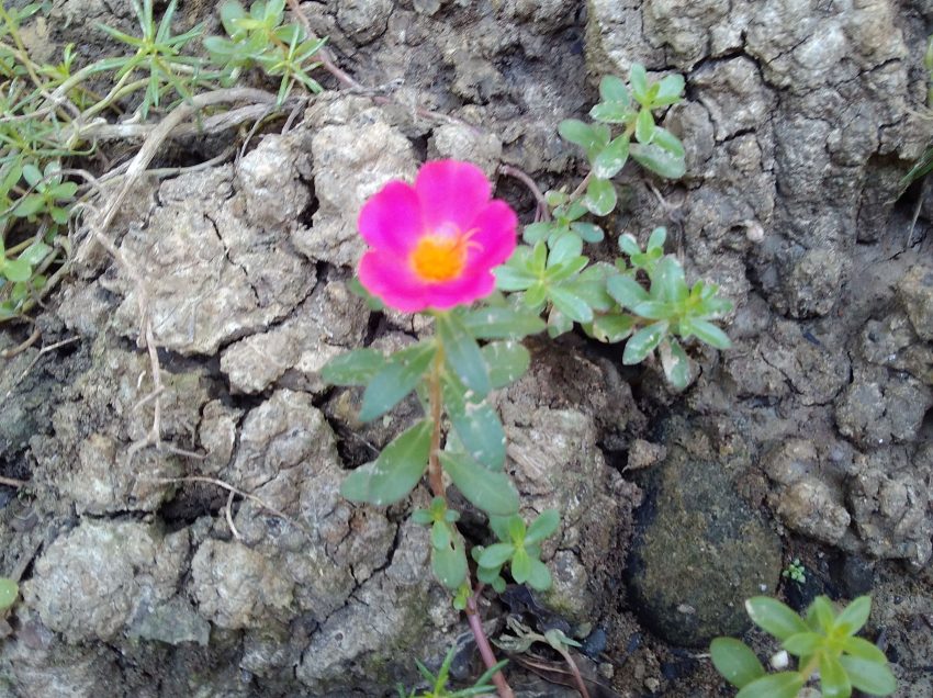 5 Cara Menanam Bunga Pukul 8 dengan Stek - IlmuBudidaya.com