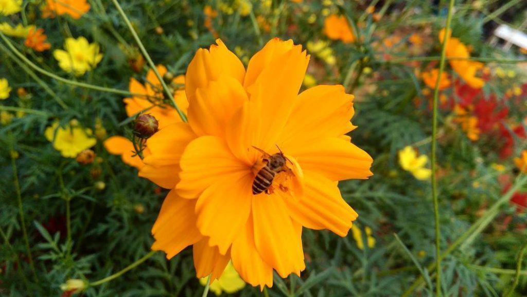 9 Cara Mengatasi Hama Kutu Kebul Secara Alami dan Mudah - IlmuBudidaya.com