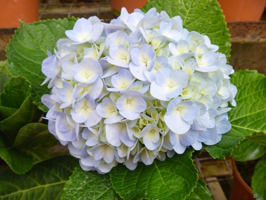 5 Cara Menanam Pokok Bunga Siti Zubaidah dan Tips Penting ...