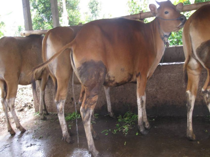 Cara Membuat Pupuk Cair dari Urine Sapi - Dosis dan Keunggulan ...