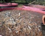 7 Cara Budidaya Ikan Lele Sistem Bioflok Sampai Panen Melimpah ...