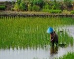 4 Cara Menentukan Musim Tanam di Indonesia yang Paling Tepat ...