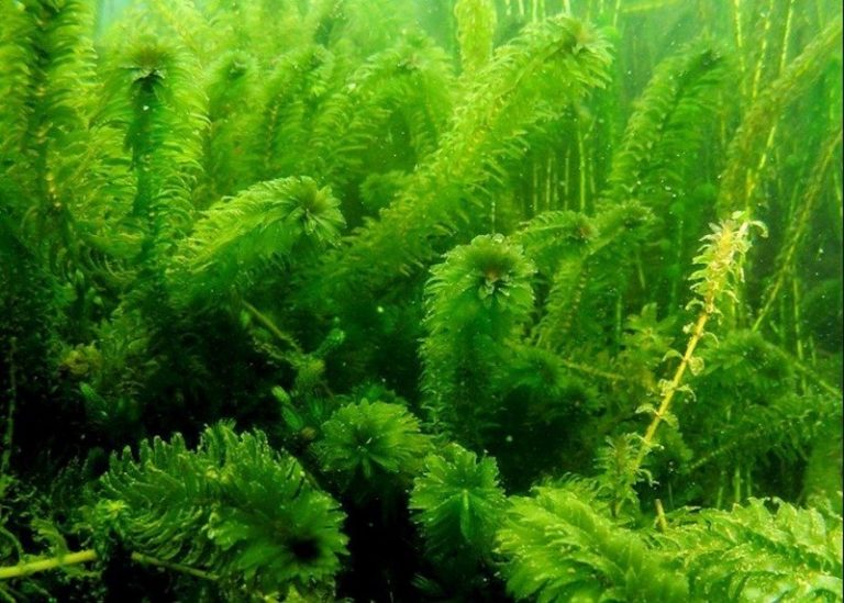 Cara Menanam Elodea Densa dan Perawatannya yang Mudah - IlmuBudidaya.com