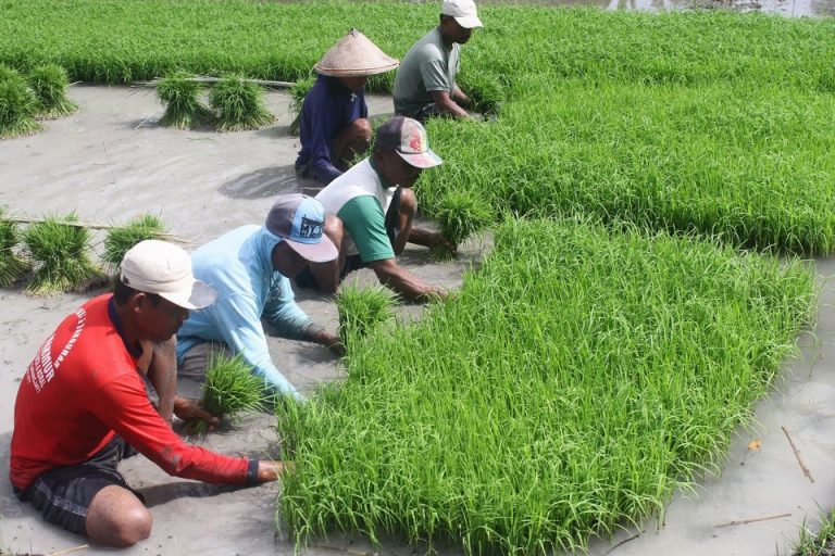 Cara Menanam Padi yang Baik dan Menguntungkan Bagi Para Petani di Desa ...