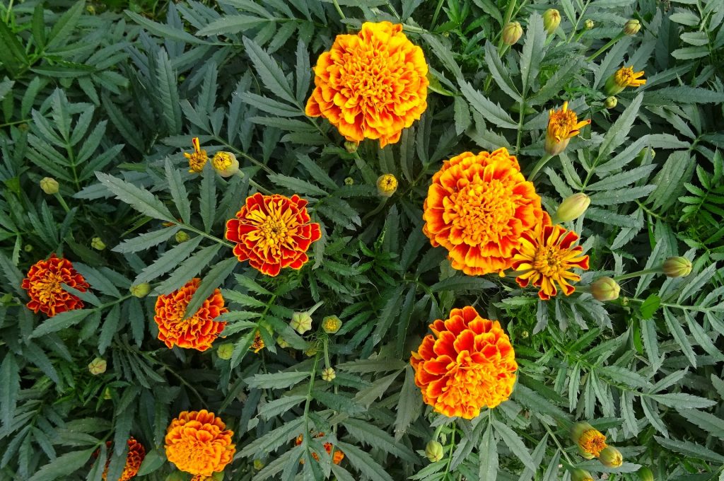 Tips Menanam Marigold - Pemupukan dan Perawatan - IlmuBudidaya.com