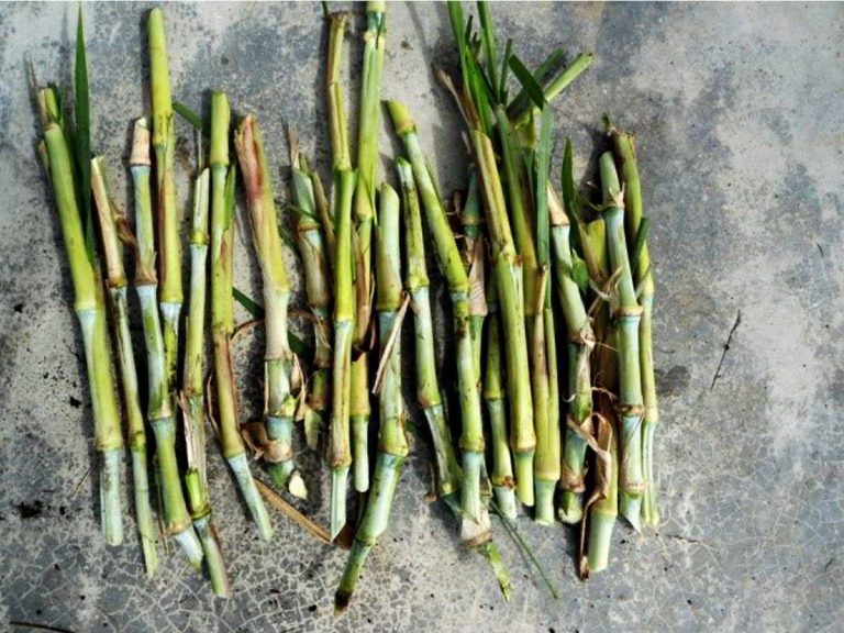 Cara Budidaya Rumput Raja dan Perawatannya - IlmuBudidaya.com