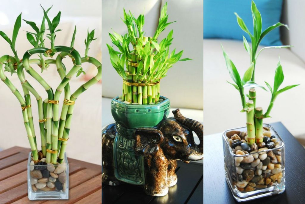 Bambu-Hias-Elemen-Fengshui - IlmuBudidaya.com