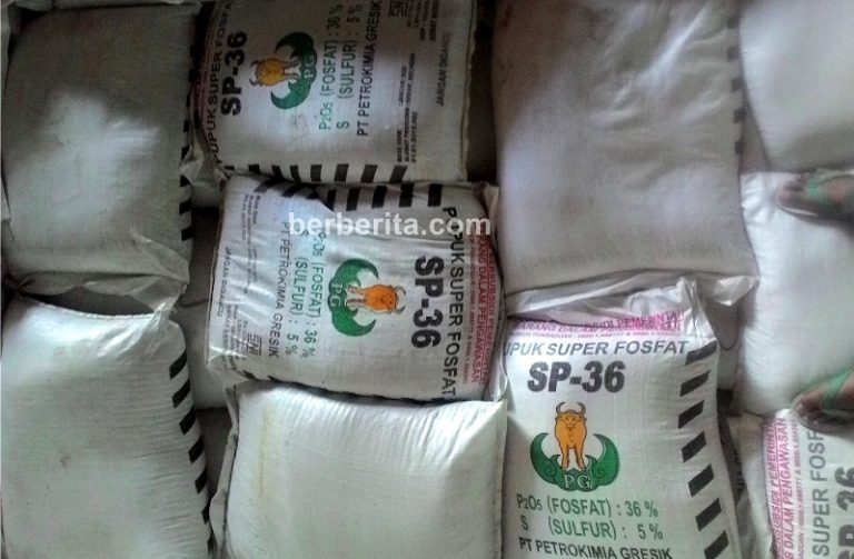 Kegunaan Pupuk SP 36 untuk Padi - IlmuBudidaya.com